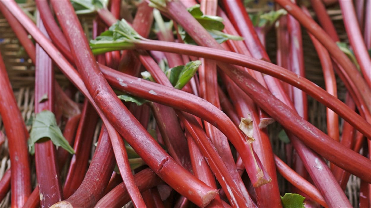 De la bière à la rhubarbe bientôt à Halifax | Radio-Canada