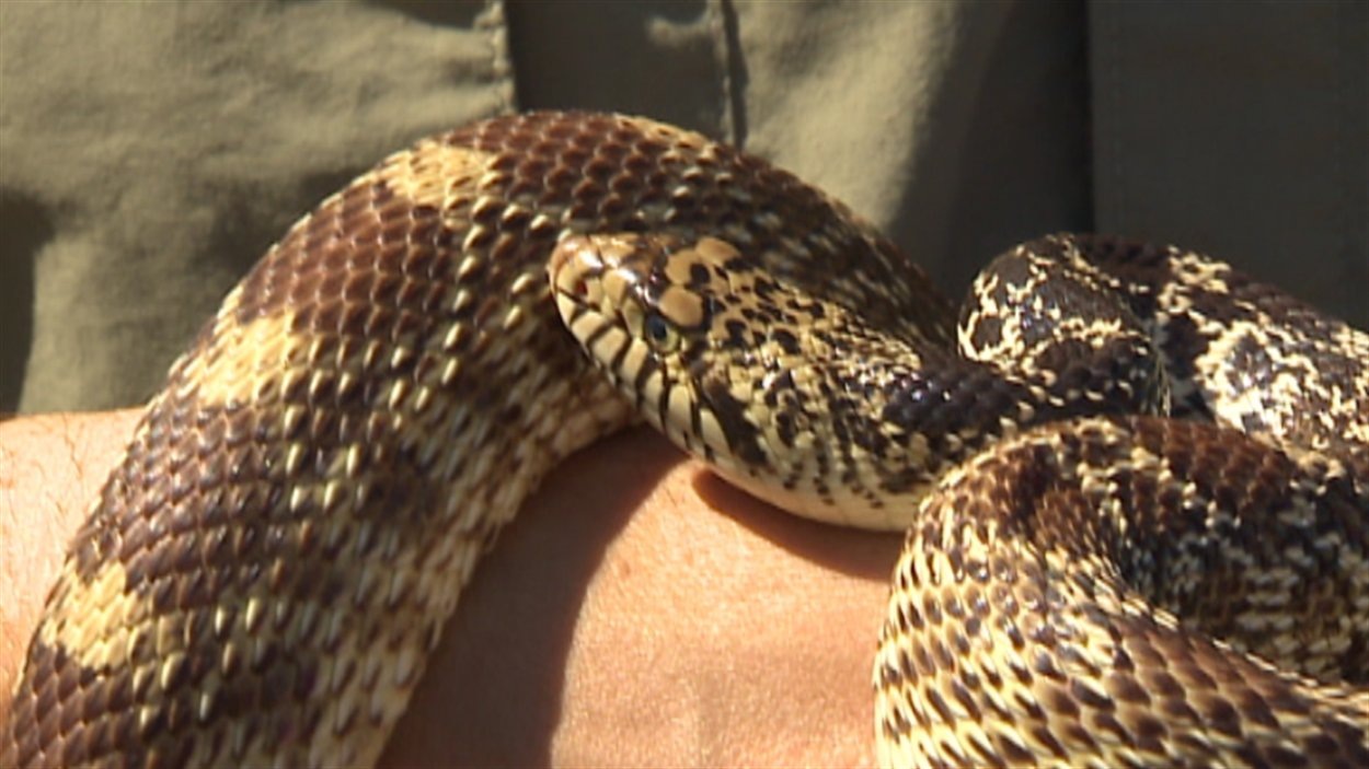 Des chercheurs étudient le plus grand serpent du Canada | Radio-Canada