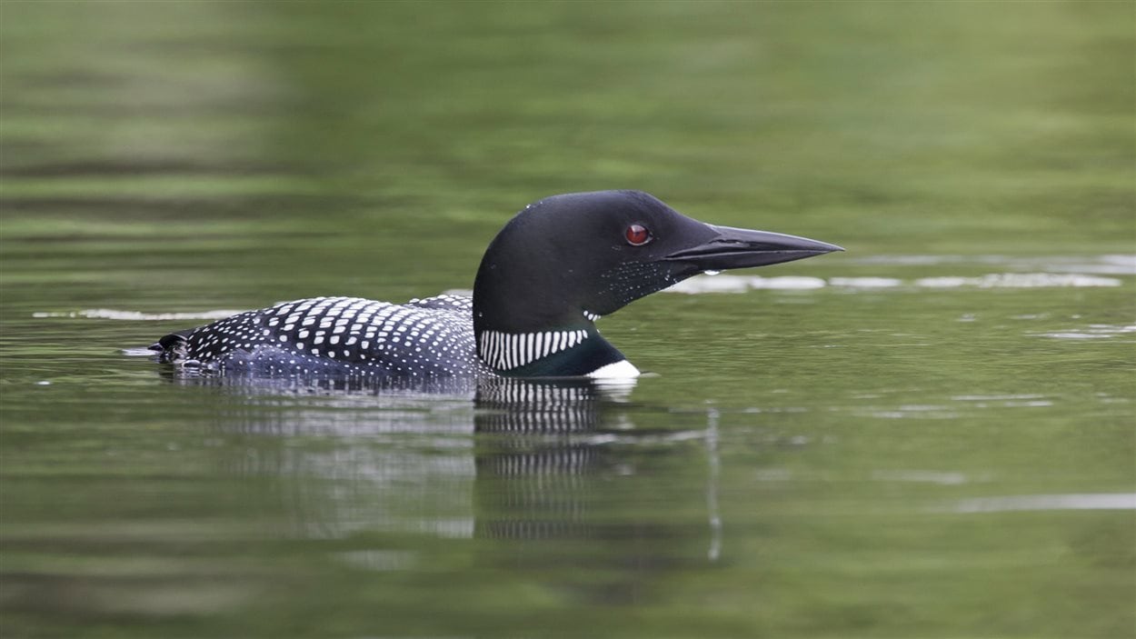 Protéger les plongeons huards | Radio-Canada