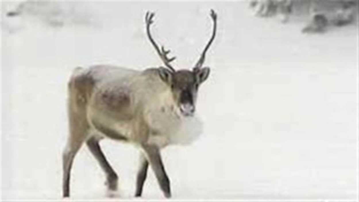 Le caribou de la Gaspésie en déclin | Radio-Canada