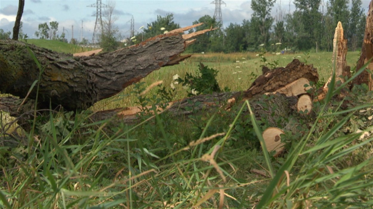 Une tornade a touché terre dans l'est d'Ottawa | Radio-Canada