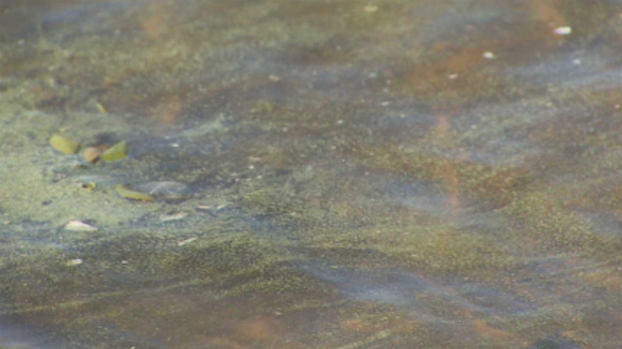 Présence d'algues bleu vert dans 3 cours d'eau du Manitoba | Radio-Canada