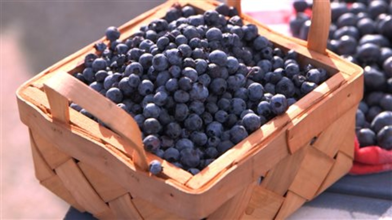 Une excellente année pour les bleuets | Radio-Canada