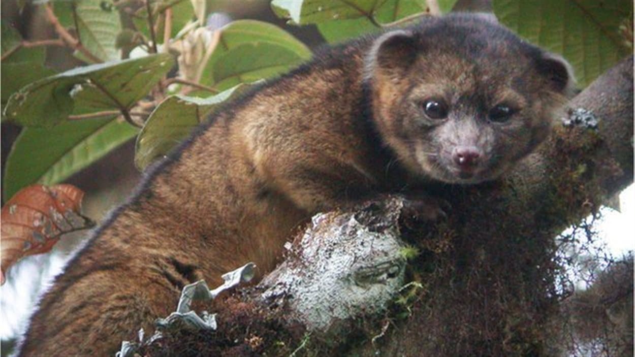Un nouveau mammifère identifié en Amérique du Sud | Radio-Canada