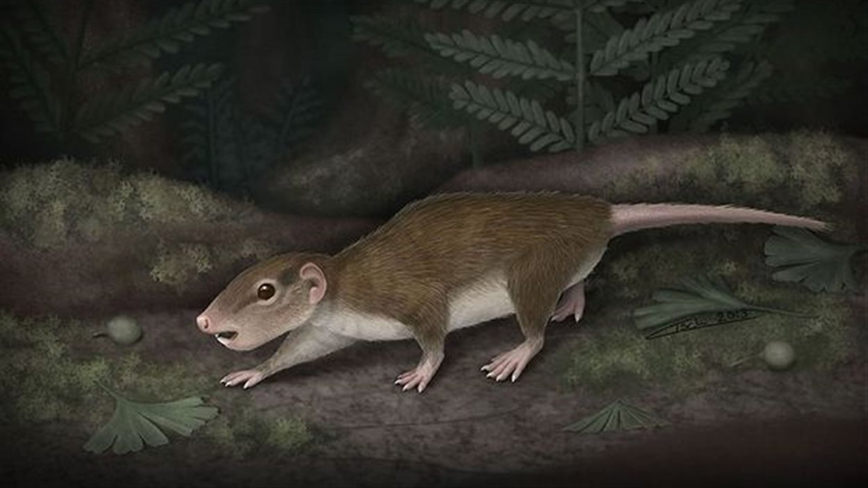 Un ancêtre des rats... et des mammifères! | Radio-Canada