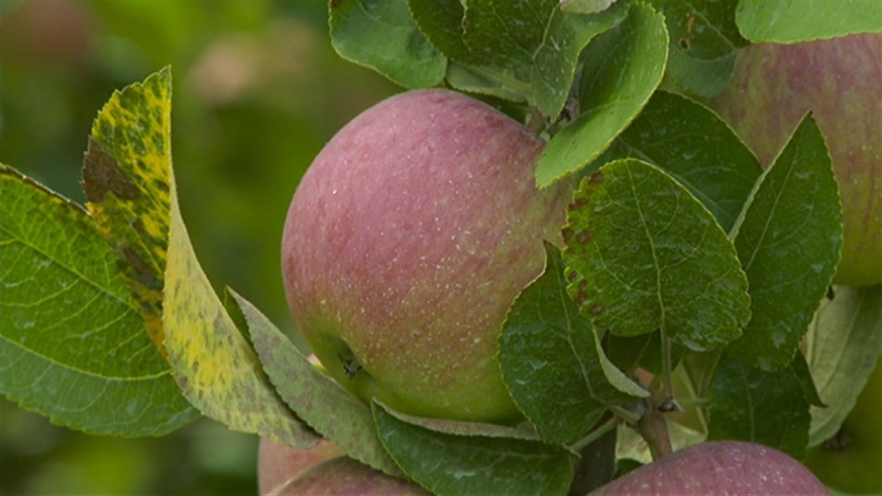 Les cultivateurs de pommes s'attendent à un prix plus faible qu'en 2012 ...