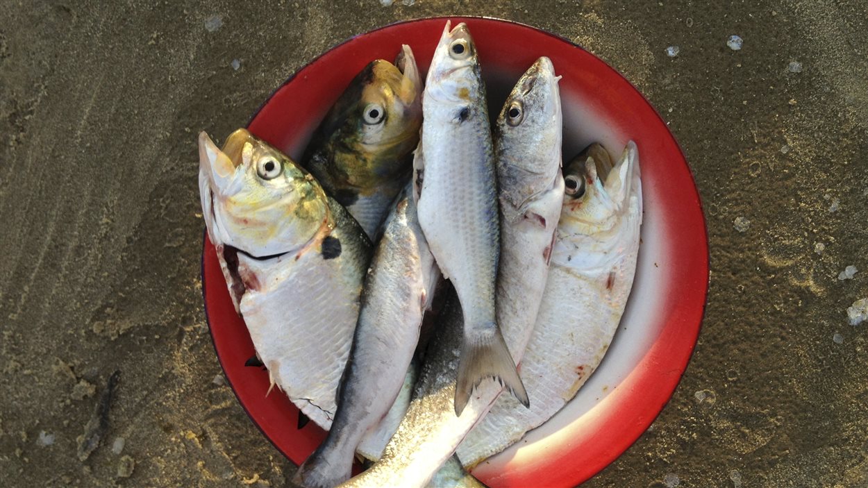 La morue pourrait être classée « espèce en péril » | Radio-Canada.ca