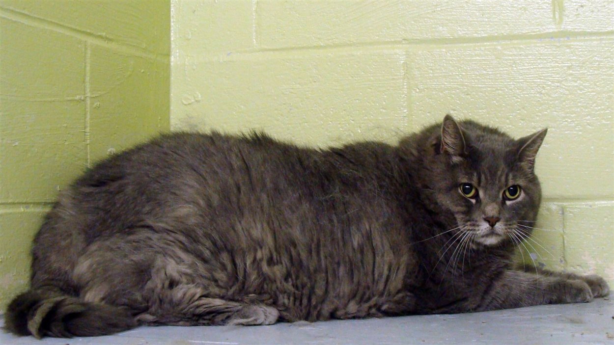 Un chat obèse suit une diète sévère et un programme d'exercices | Radio ...