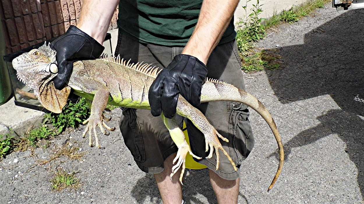 Saisie de pythons et de boas dans une maison de Gatineau | Radio-Canada