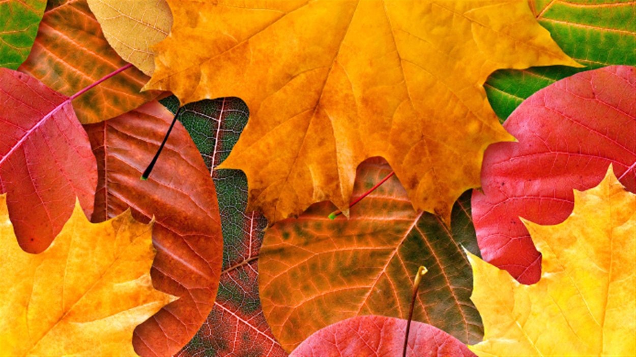 L'automne sous toutes ses couleurs : quels sont vos incontournables ...