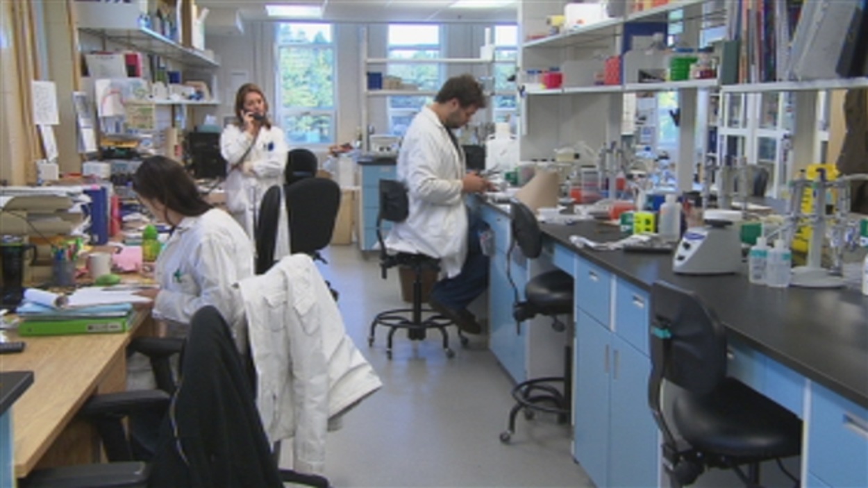 Le projet Optilab se réalise en Abitibi-Témiscamingue | Radio-Canada