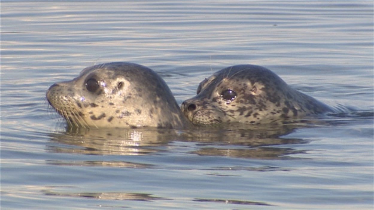 L’Aquarium de Vancouver relâche 11 phoques dans l’océan | Radio-Canada