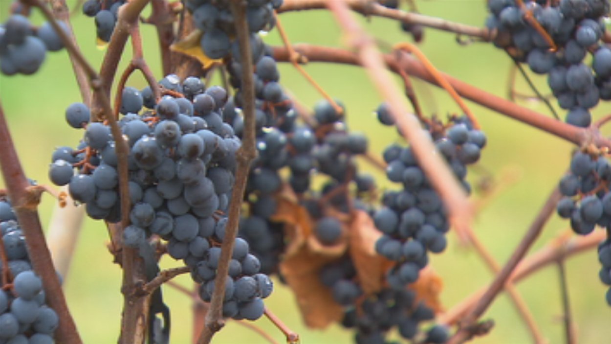 Du raisin du Niagara pour déglacer les routes du Québec | La route 117 ...