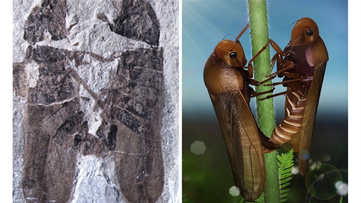 Ils copulent depuis 165 millions d'années | Radio-Canada