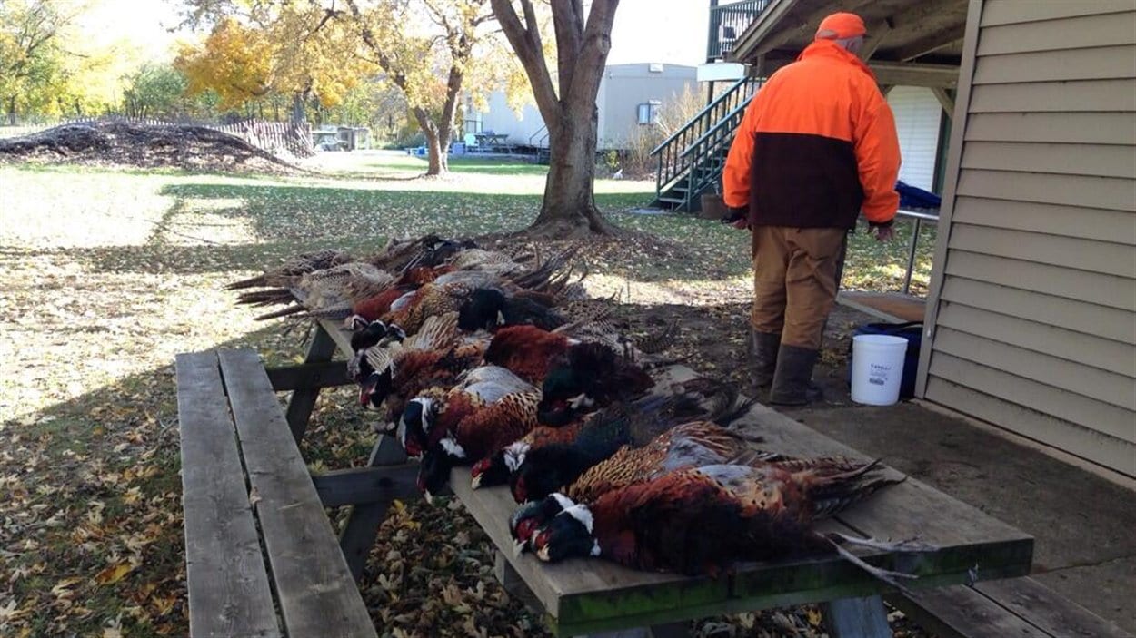 La chasse au faisan moins populaire sur l'île Pelée | Radio-Canada