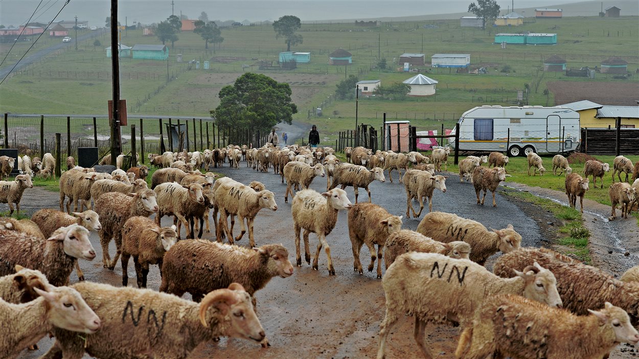 Qunu se prépare à enterrer son fils Nelson Mandela | Radio-Canada