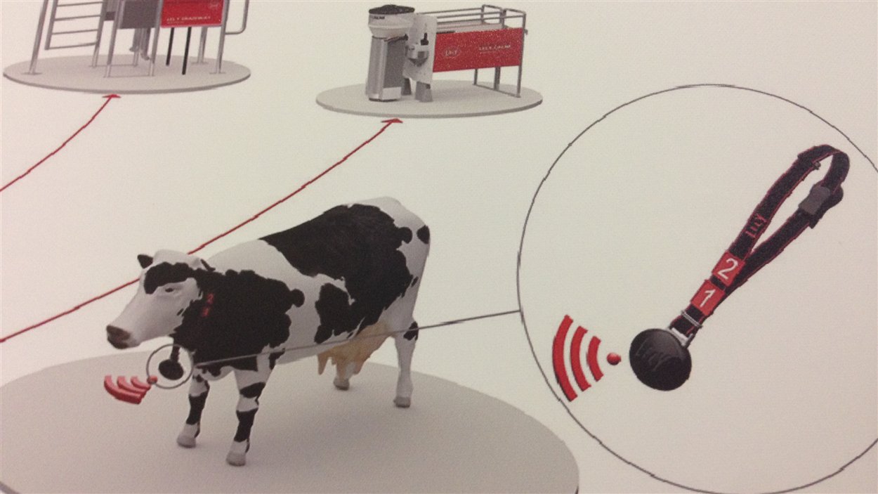 La vache « wi-fi » et autres innovations en agriculture | Radio-Canada