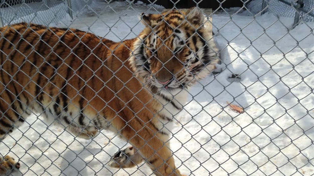 Des retombées économiques exceptionnelles grâce au zoo de Moncton ...