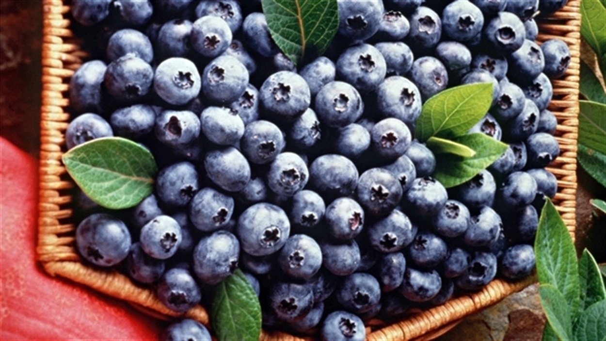 Les producteurs de bleuets de la Péninsule acadienne inquiets de leur ...