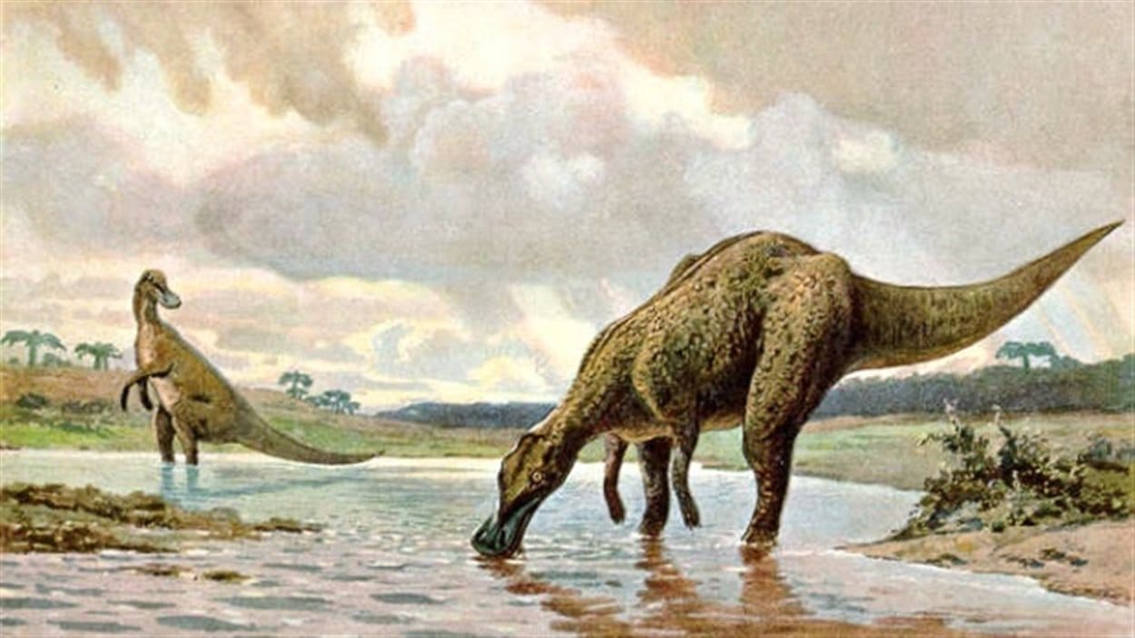 Un fossile de dinosaure découvert au Nunavut | Radio-Canada