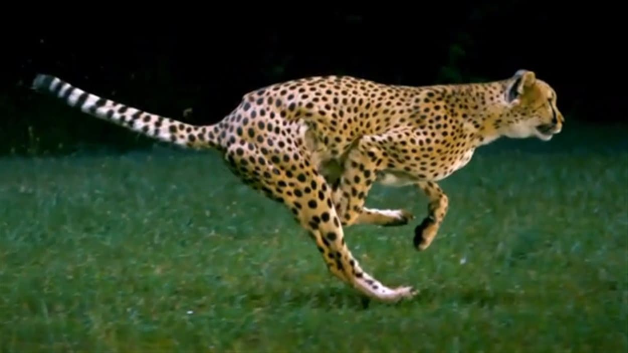 Décortiquer la technique de course gagnante d’Usain Bolt | Radio-Canada