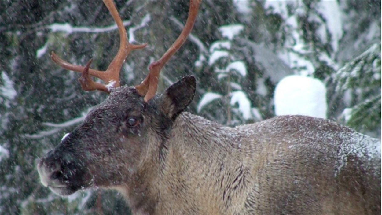 Le caribou des bois tombe dans l'oubli aux États-Unis | Radio-Canada