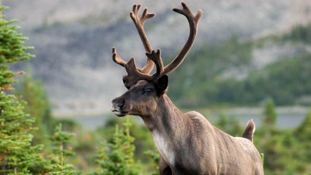 Le caribou perd du terrain au Canada | Radio-Canada
