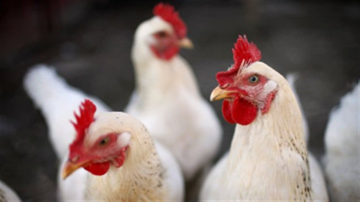 Un seul poulet en signe de protestation | Radio-Canada