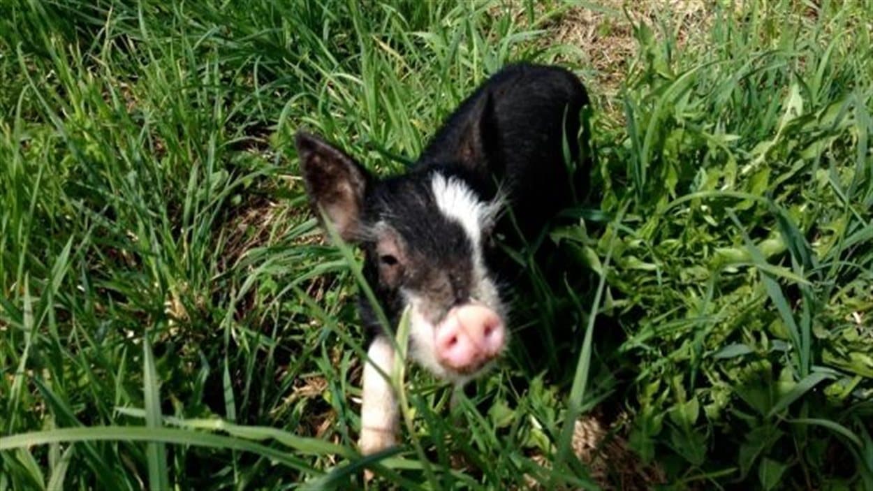 Un berger allemand et un porcelet se lient d'amitié | Radio-Canada