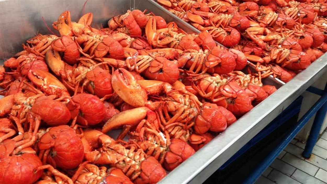 Homard des Îles : une récolte au-delà des attentes | Radio-Canada