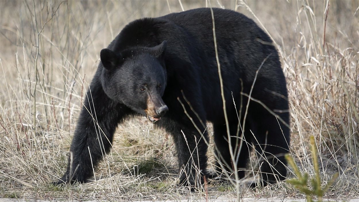 Les ours ont faim dans les Rocheuses : prudence! | Radio-Canada