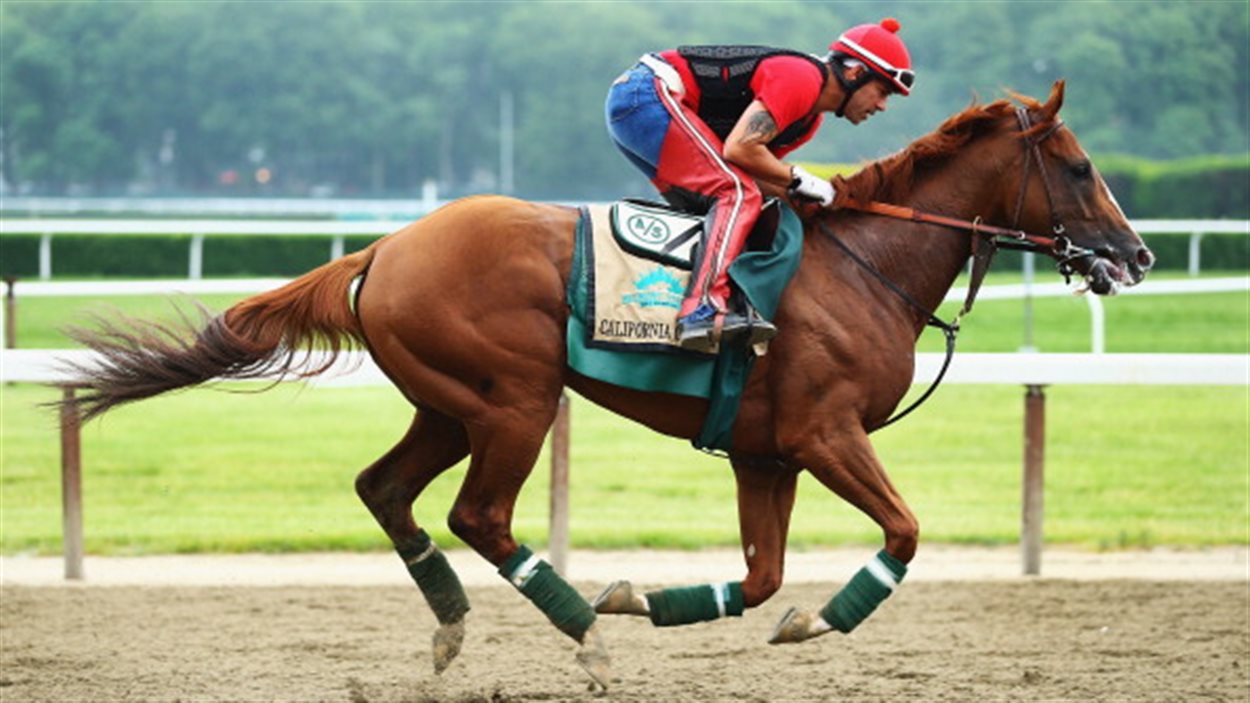 California Chrome en favori | Radio-Canada
