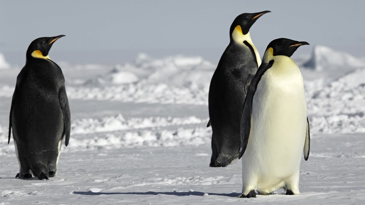 Le manchot empereur marche vers son déclin | Radio-Canada