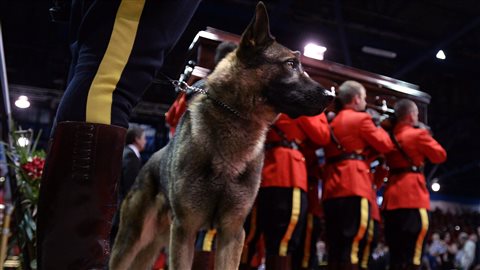 Danny, le chien de Dave Ross, restera dans la GRC | Radio-Canada