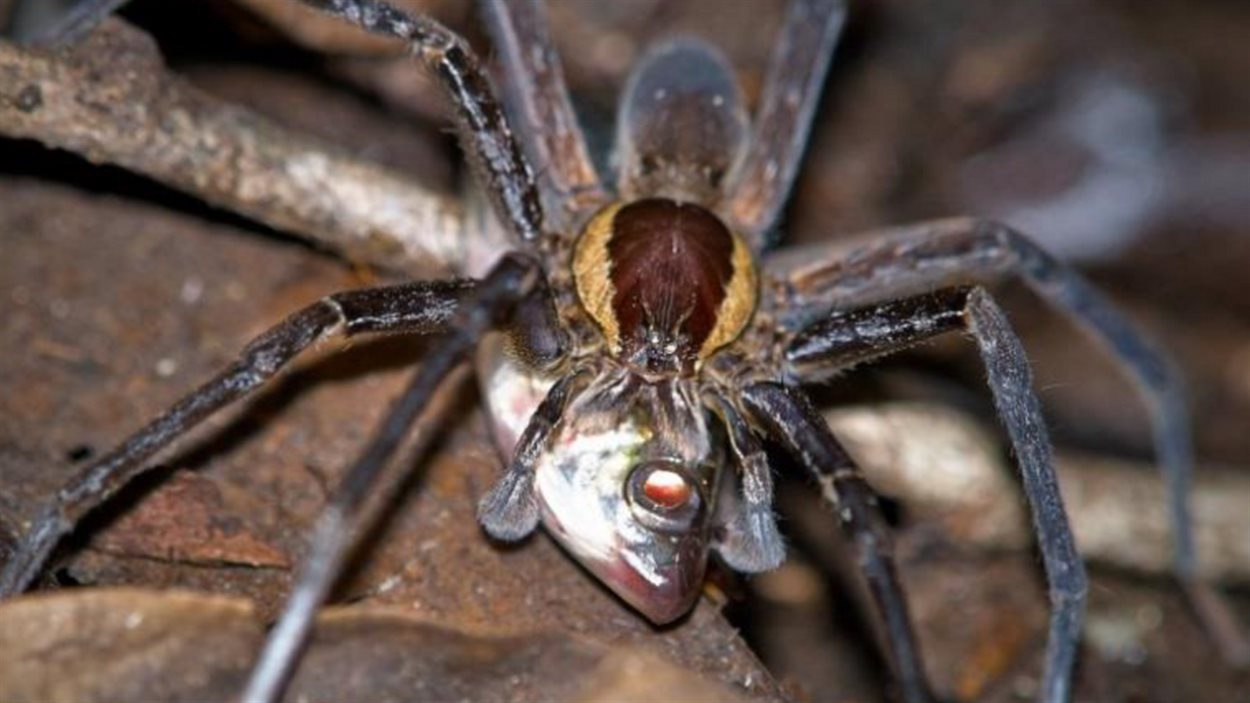 Les araignées mangent aussi des poissons | Radio-Canada