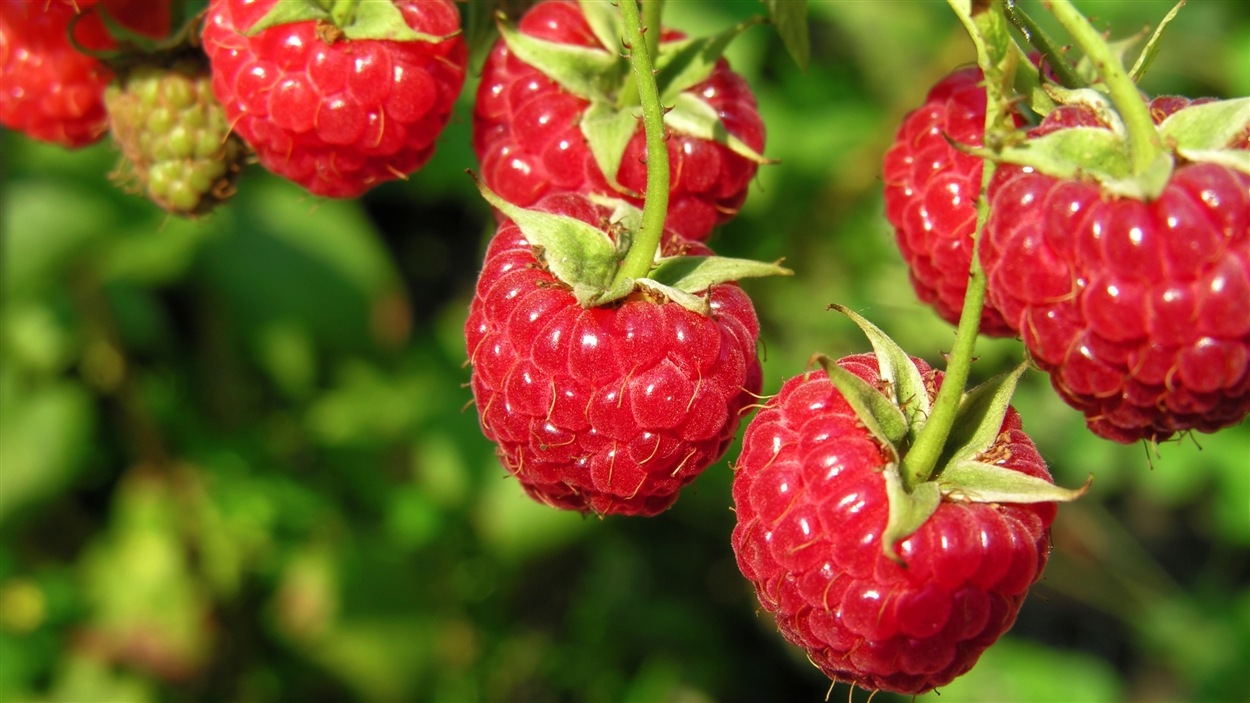 Des framboises en abondance | Radio-Canada.ca