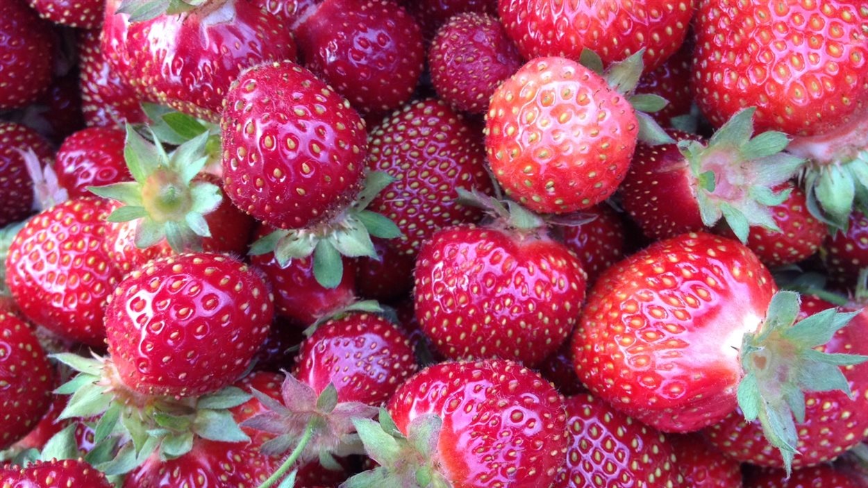 Une saison moyenne pour les fraises, bonne pour les bleuets | Radio-Canada