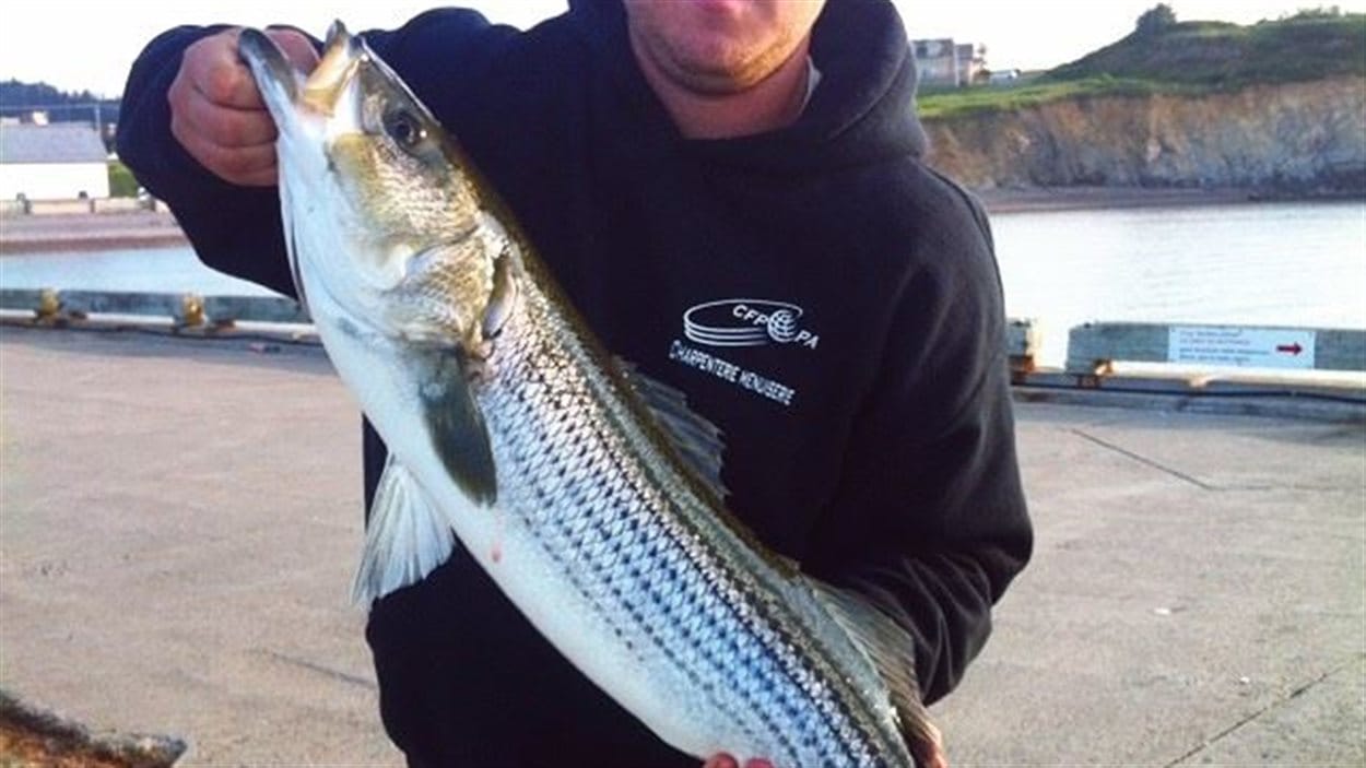 Le bar rayé à la mode | Radio-Canada