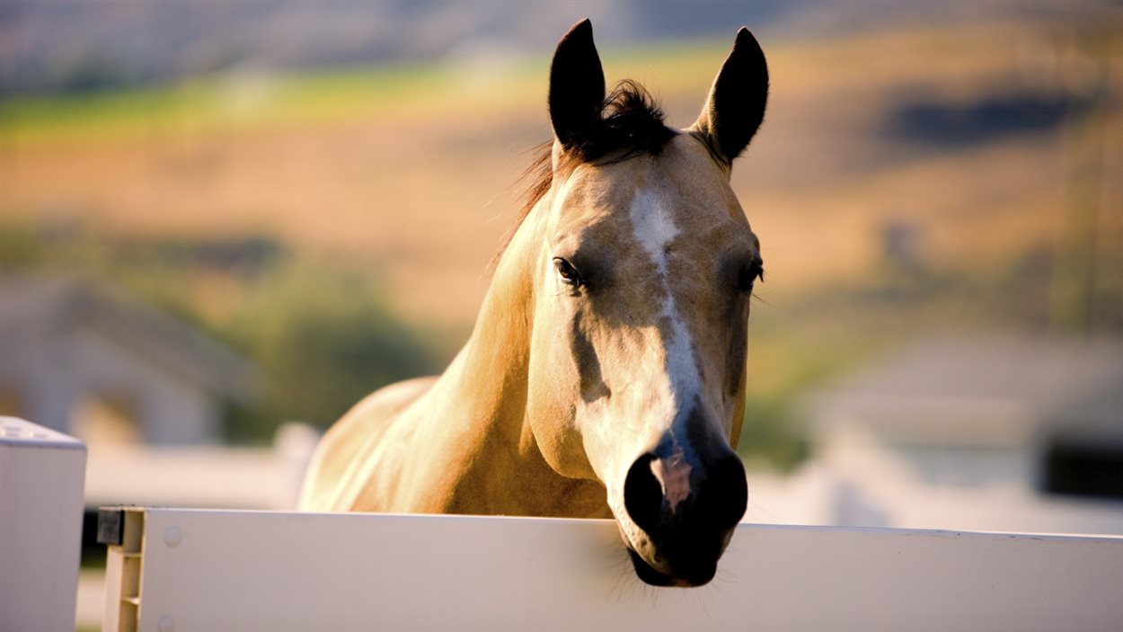 Un cheval renversé par une automobile à l'Île-du-Prince-Édouard | Radio ...