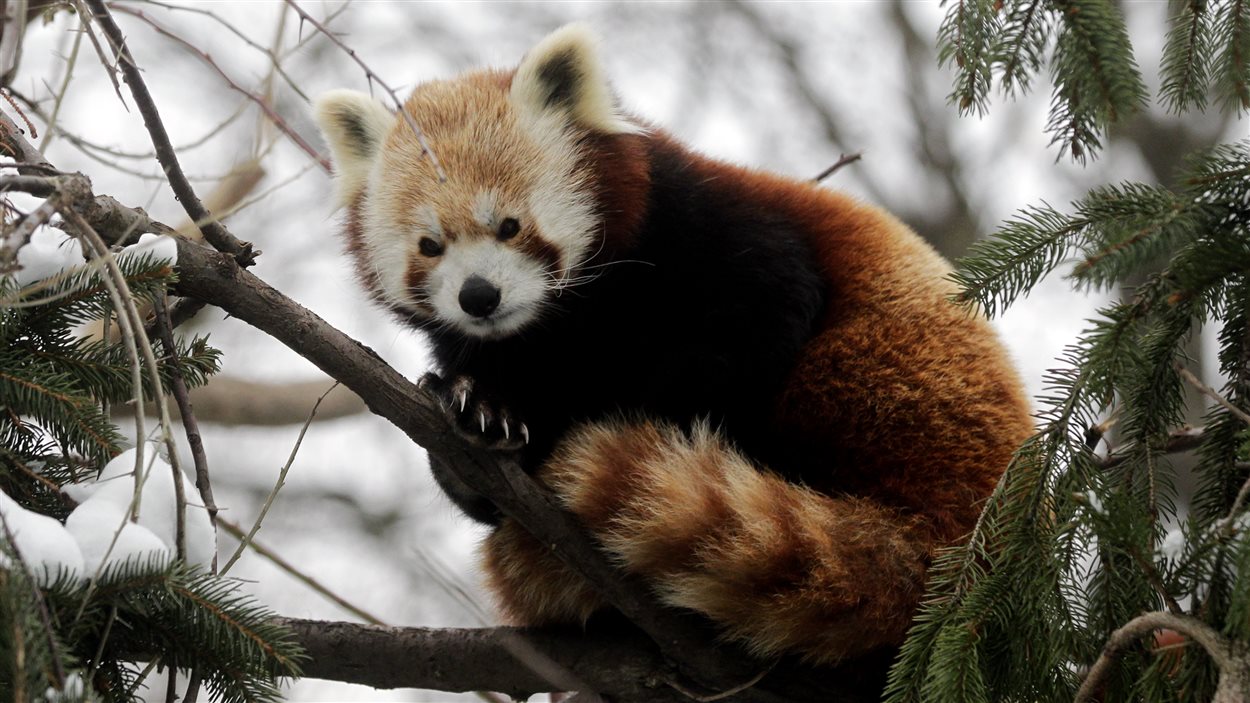 Le sort du panda roux fait l'objet de discussions | Radio-Canada