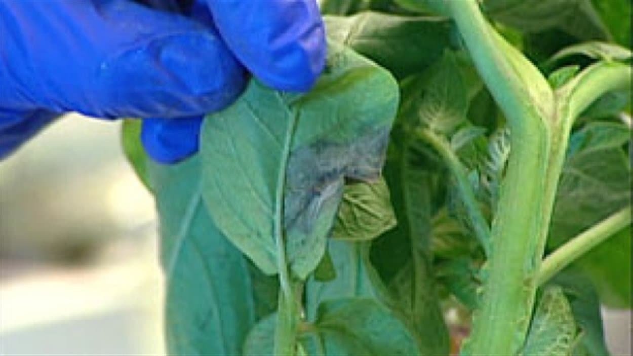Agriculture : le mildiou progresse à l'Île-du-Prince-Édouard | Radio-Canada