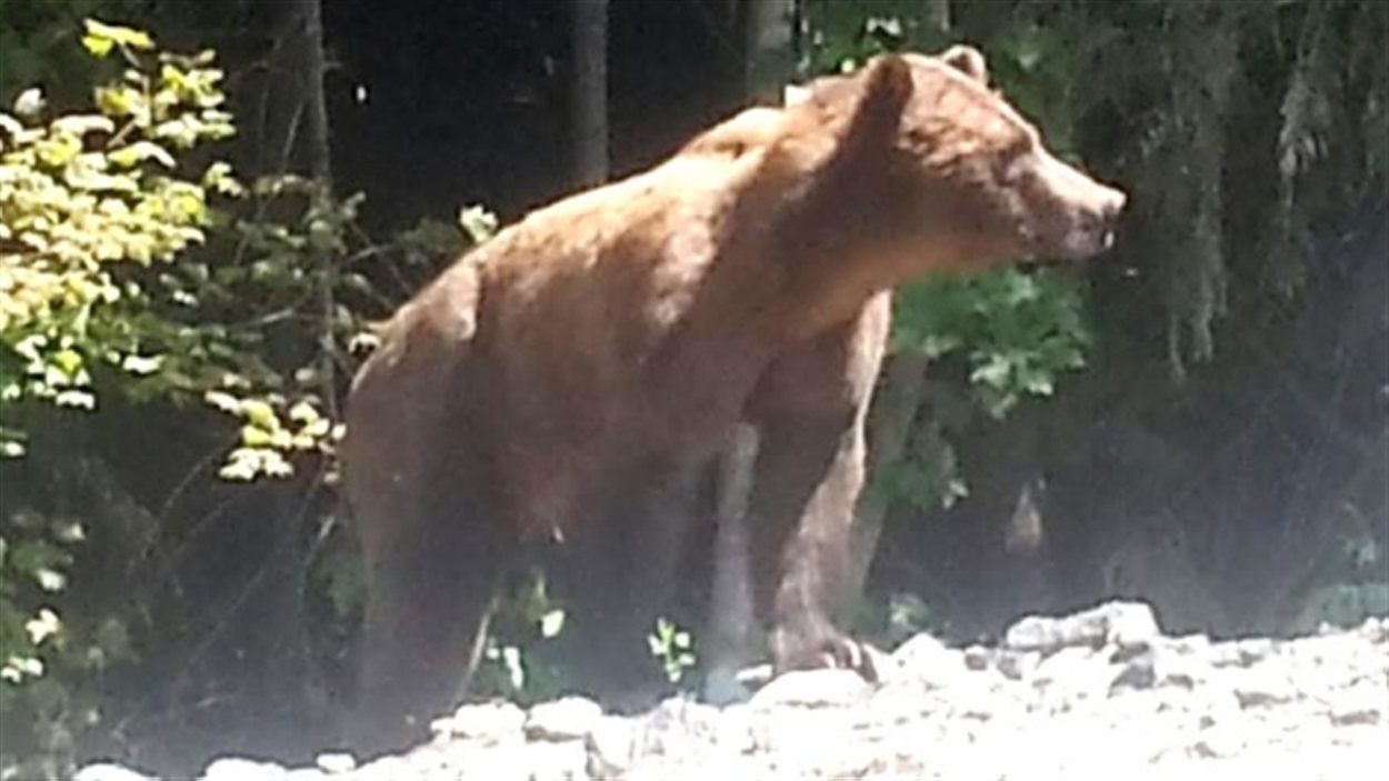 Grizzly de Squamish mort après avoir été déplacé 3 fois | Radio-Canada
