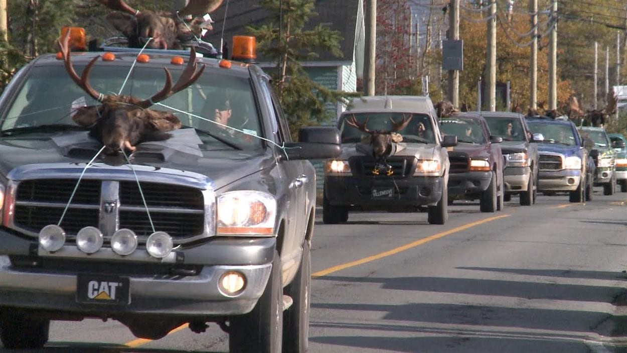 Chasse à l'orignal : beaucoup d'infractions en Gaspésie | Radio-Canada