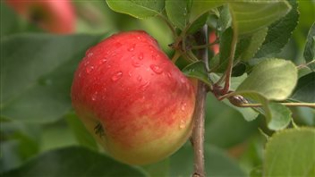 Les vergers de Québec pris d'assaut ces jours-ci | Radio-Canada