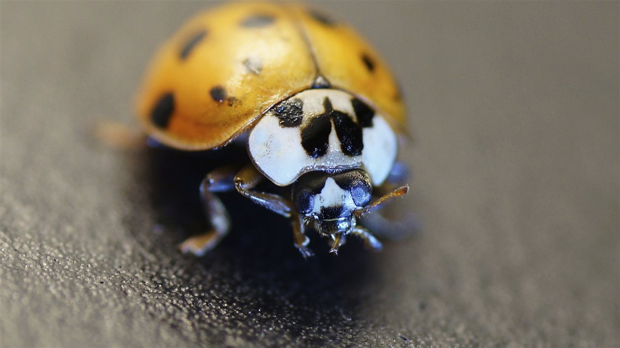 Le temps doux réveille les insectes au Manitoba | Radio-Canada