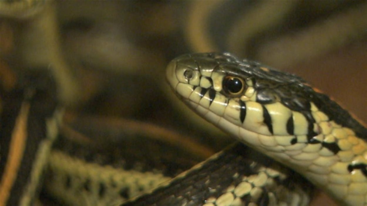 Des serpents de plus en plus nombreux autour de Saskatoon | Radio-Canada