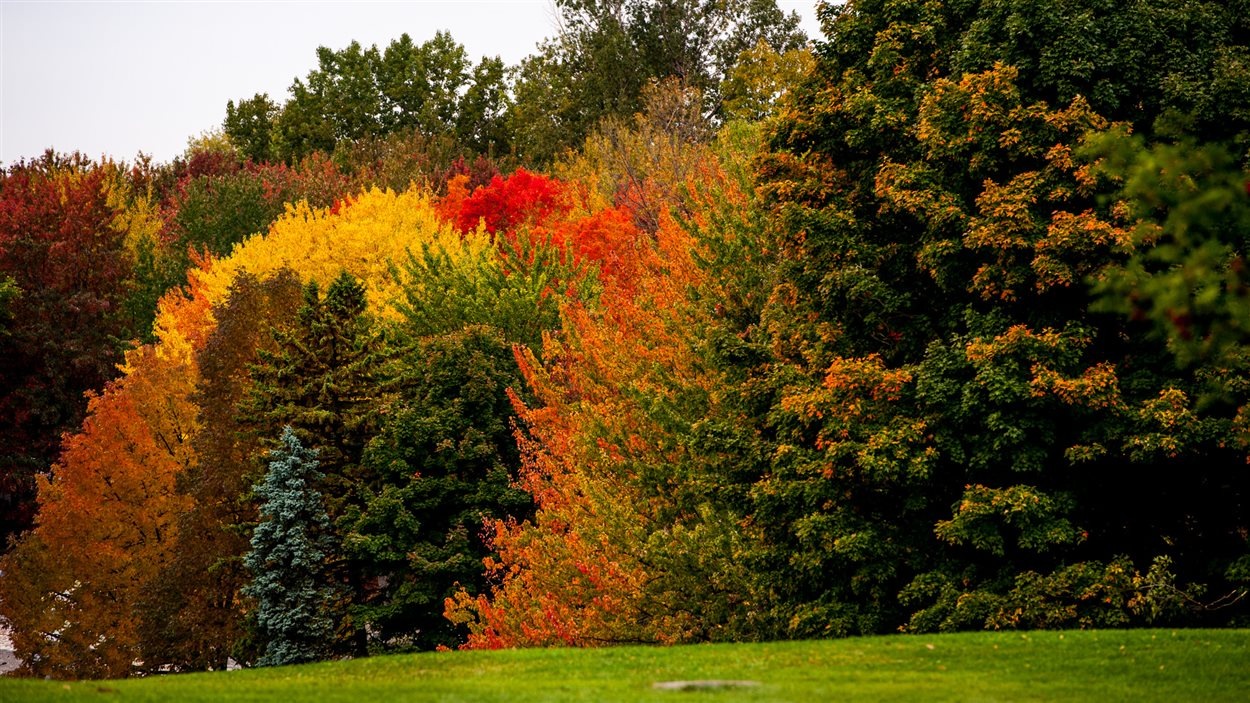 L'érable de Norvège envahit forêts et portefeuilles | Radio-Canada.ca