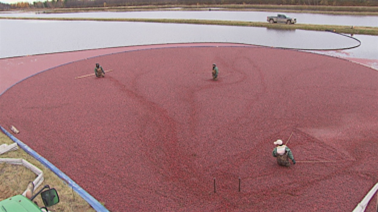 18 millions de kilos de canneberges | Radio-Canada