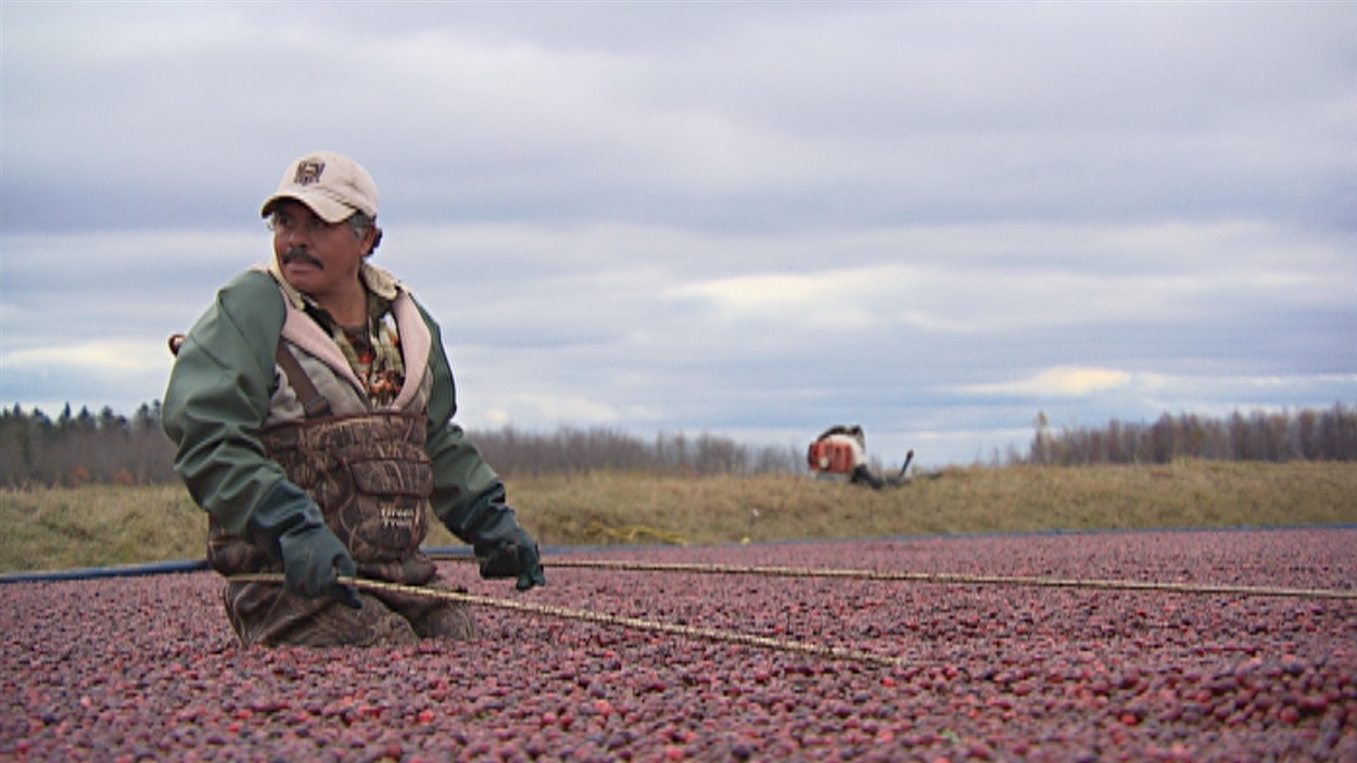 18 millions de kilos de canneberges | Radio-Canada.ca