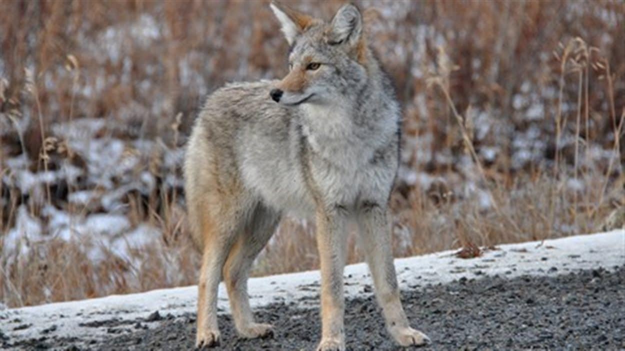 Controverse autour d'une compétition de chasse aux coyotes | Radio-Canada
